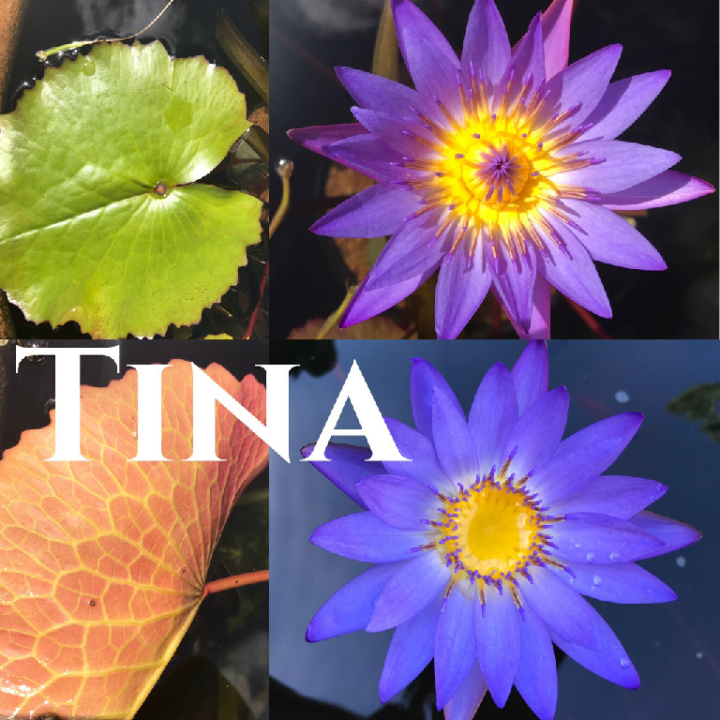 Nymphaea Tina Lily Aquatic Pond Flower | Garden Ponds Nursery
