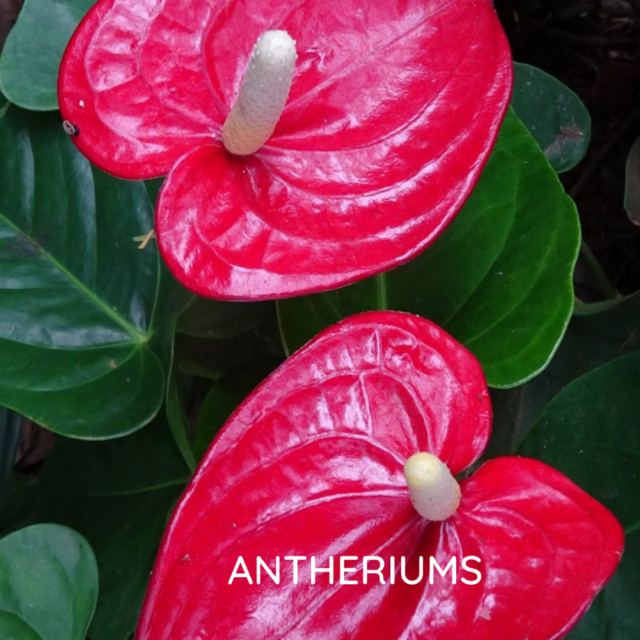 ANTHERIUMS | Garden Ponds Nursery